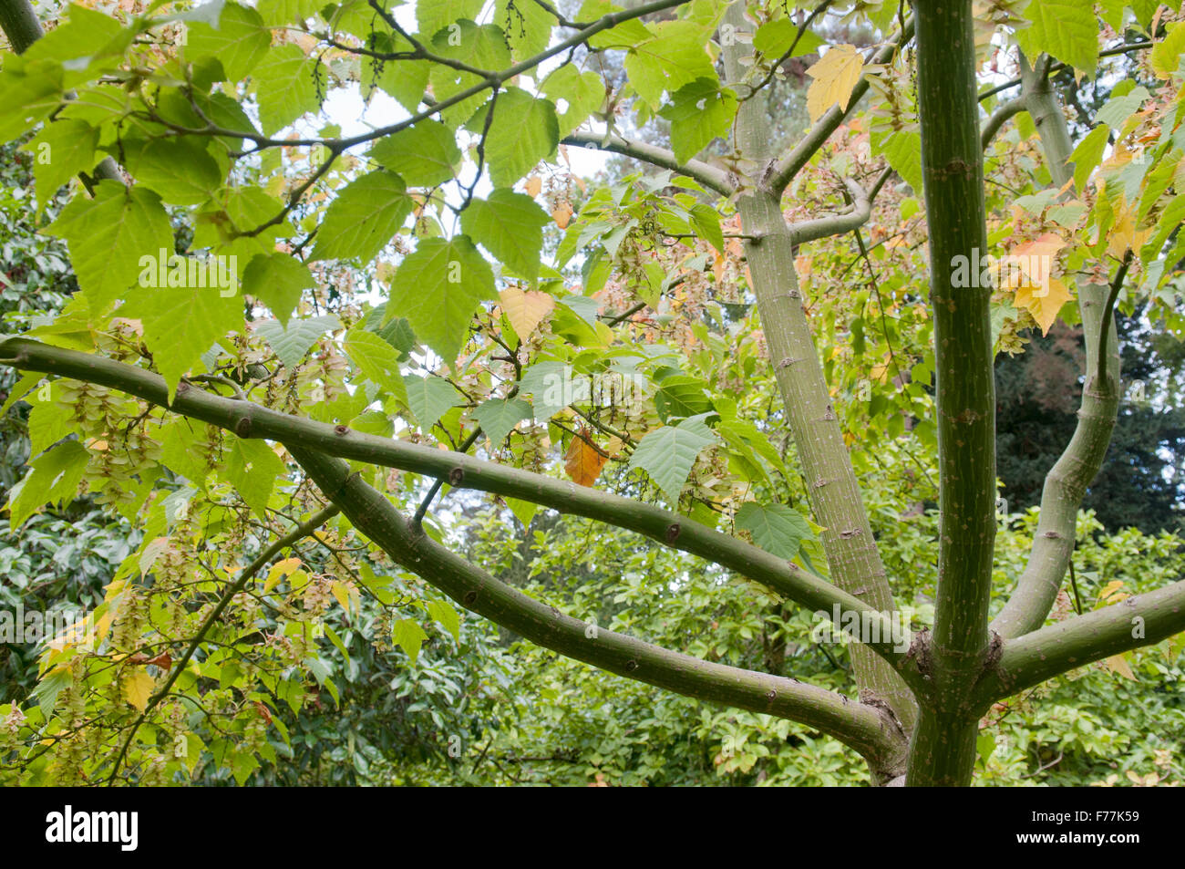 Acer rufinerve hi-res stock photography and images - Alamy