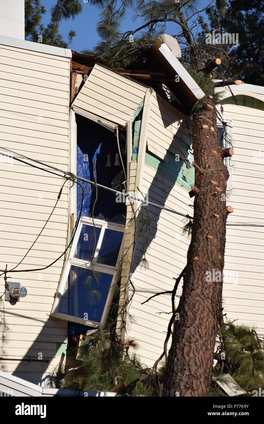 Tree into apartment building Stock Photo - Alamy