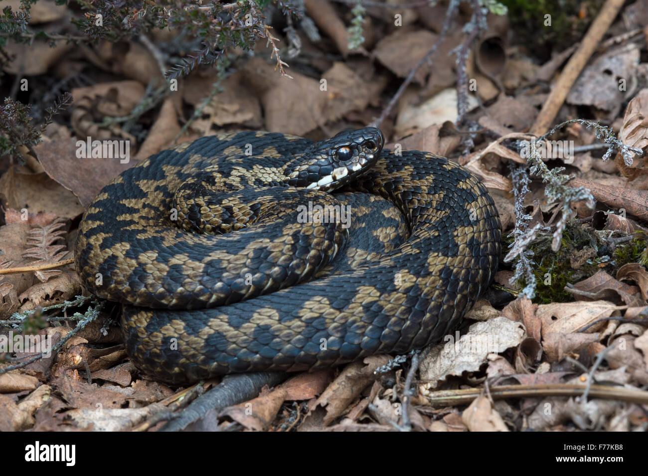 Adder (Vipera Berus Stock Photo - Alamy