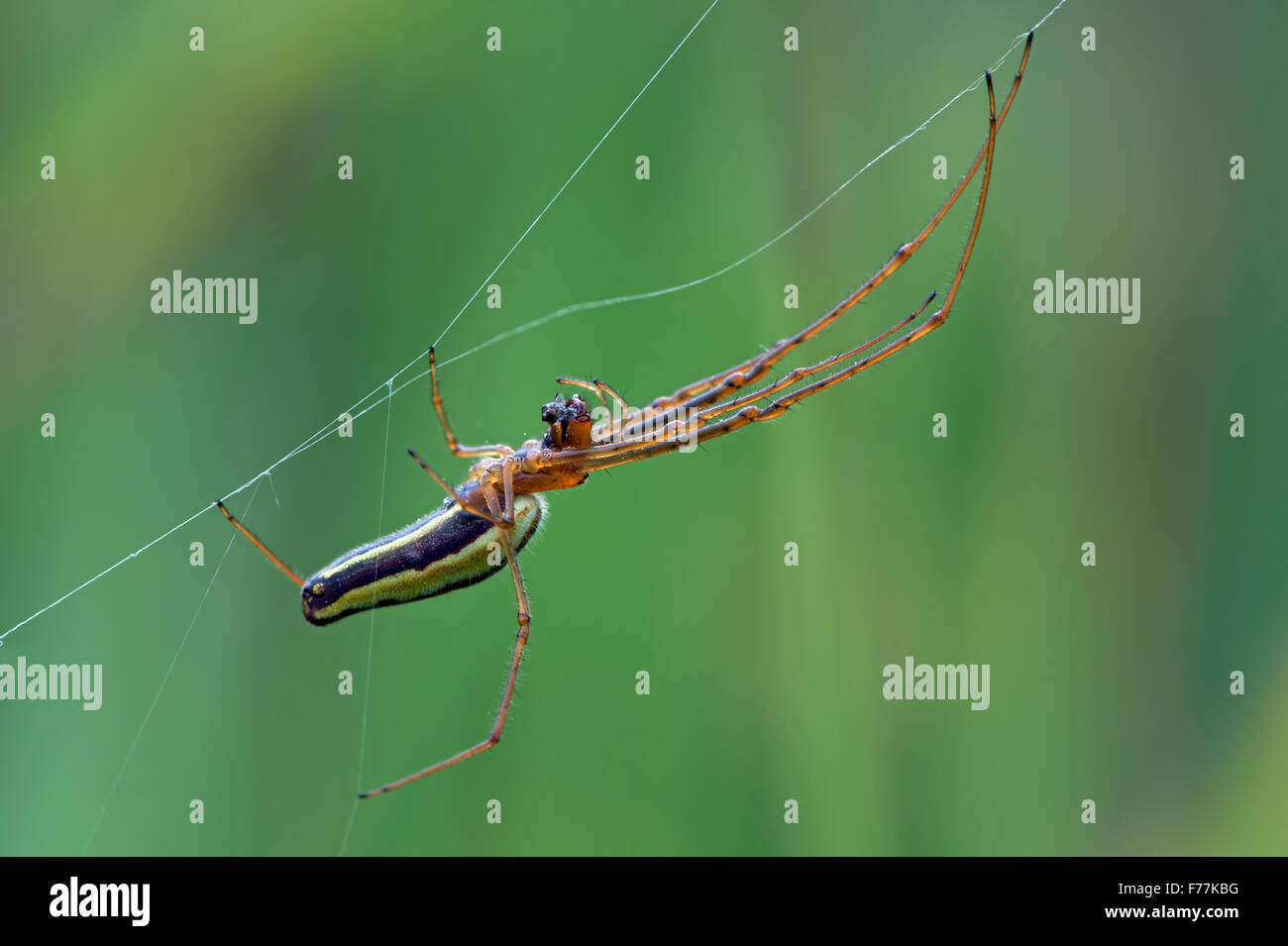Long Jawed Spider (Tetragnatha Extensa Stock Photo - Alamy