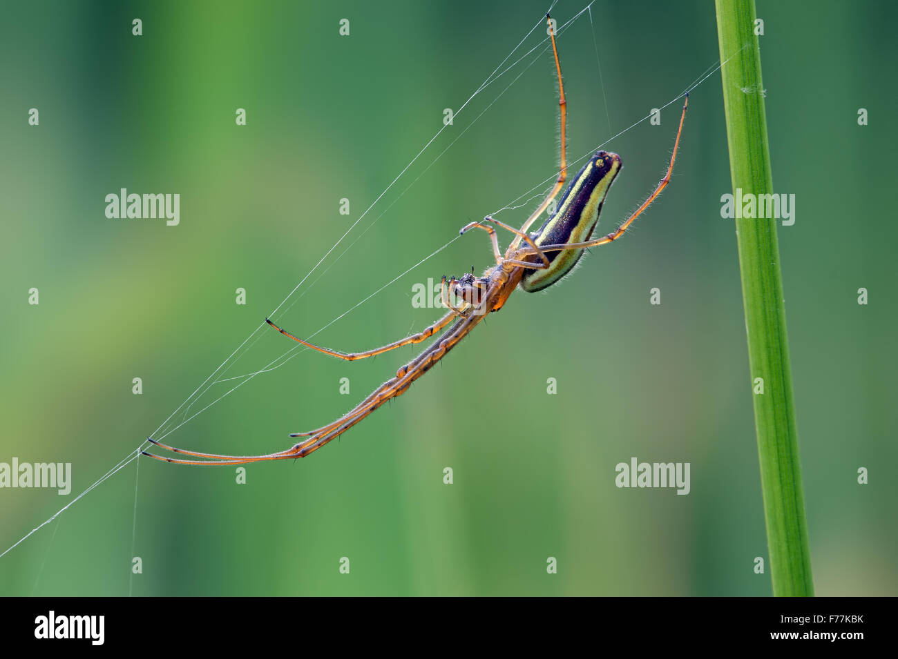 Long spider legs hi-res stock photography and images - Alamy