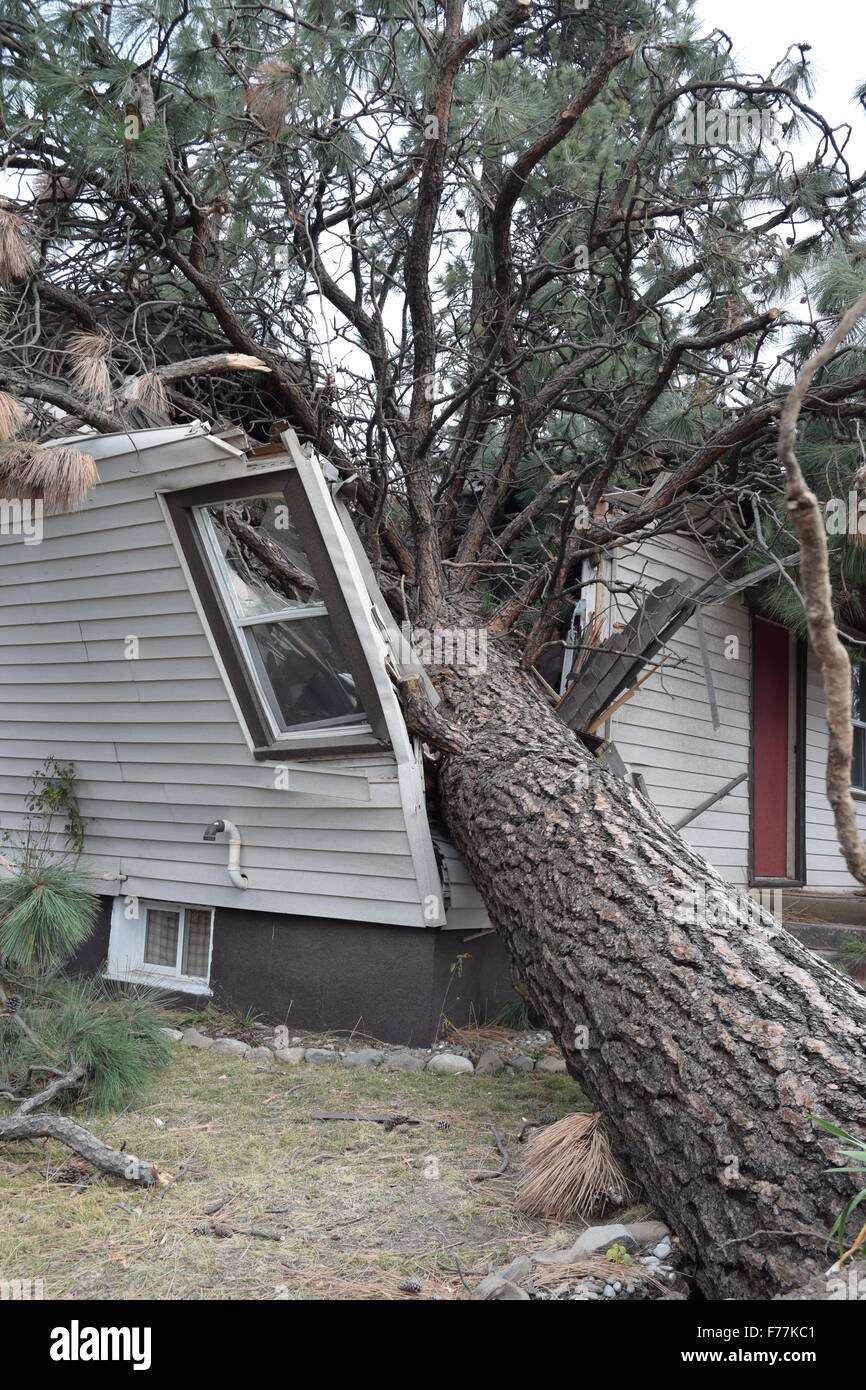 Tree Damage House Stock Photos & Tree Damage House Stock Images - Alamy