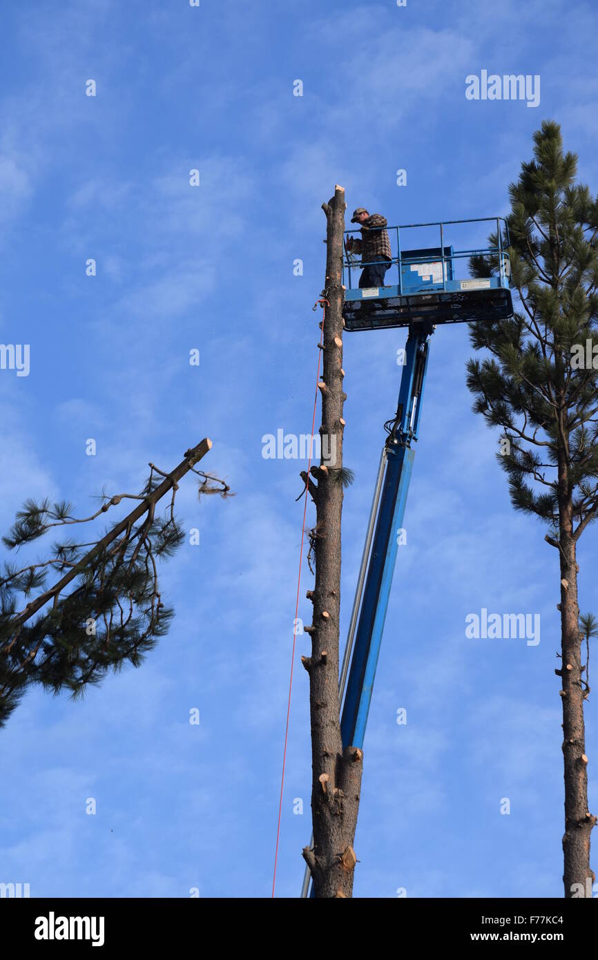 Topping a damaged tree Stock Photo - Alamy