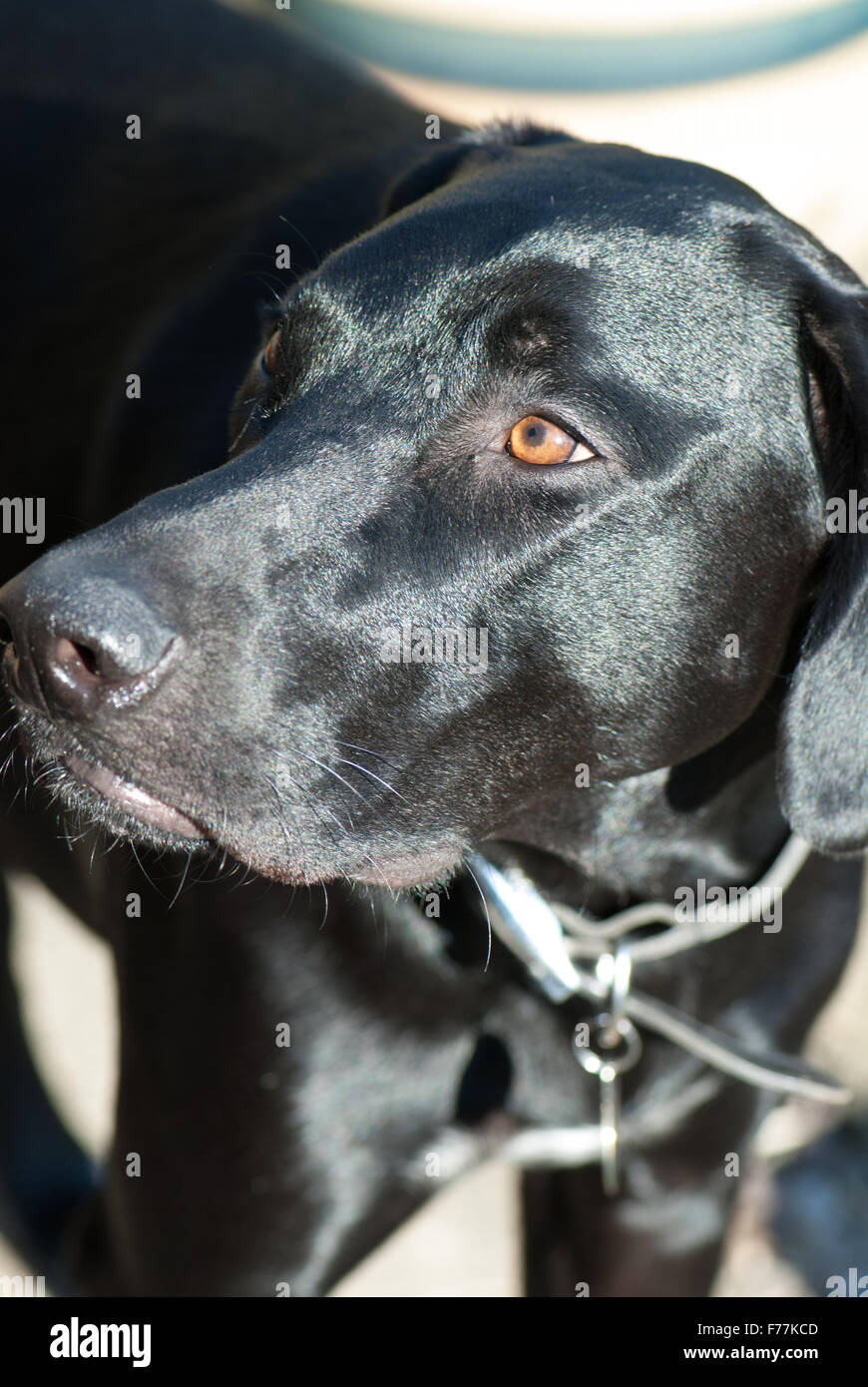 German pointer cross hi-res stock photography and images - Alamy