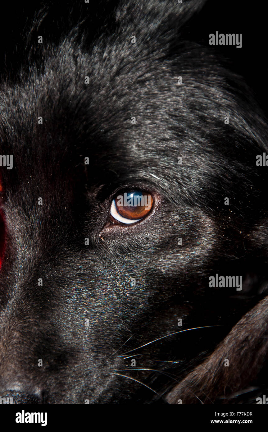 Close up of dog eye hi-res stock photography and images - Alamy