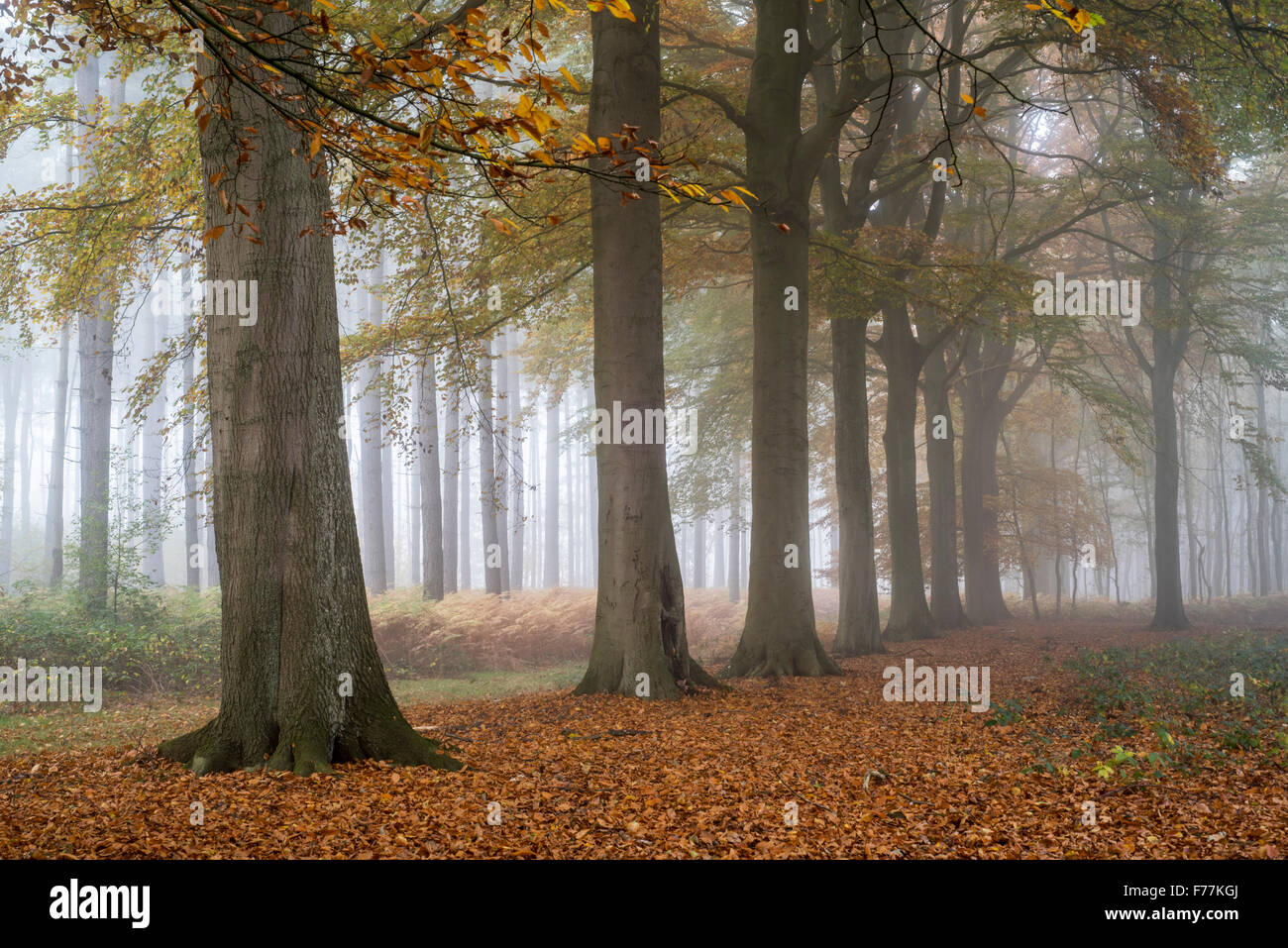 Forest row hi-res stock photography and images - Alamy