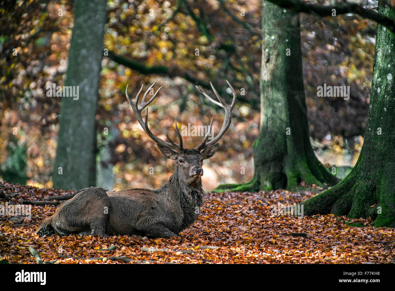 Red deer stag in forest hi-res stock photography and images - Alamy