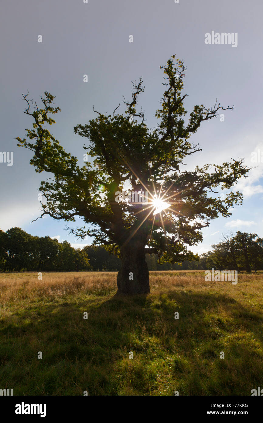 Sun shining through foliage of old solitary English oak / pedunculate ...