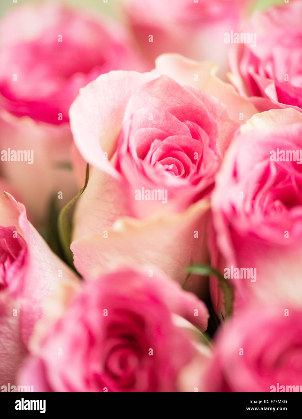 Nice roses in celebration concept Stock Photo - Alamy