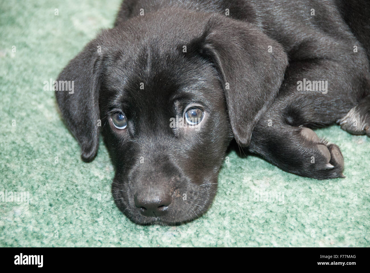 young black puppy Stock Photo - Alamy