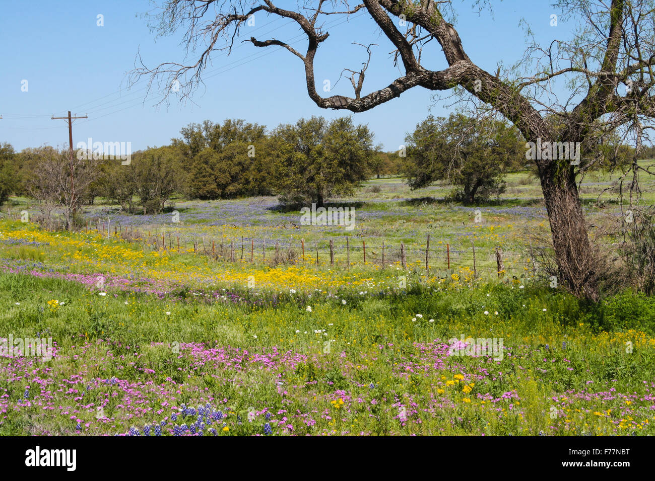 Brazos valley hi-res stock photography and images - Alamy