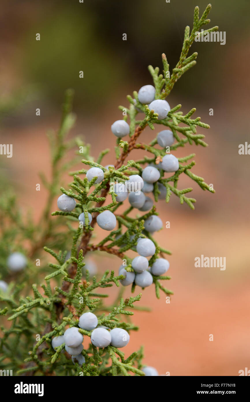 Utah juniper berries hi-res stock photography and images - Alamy