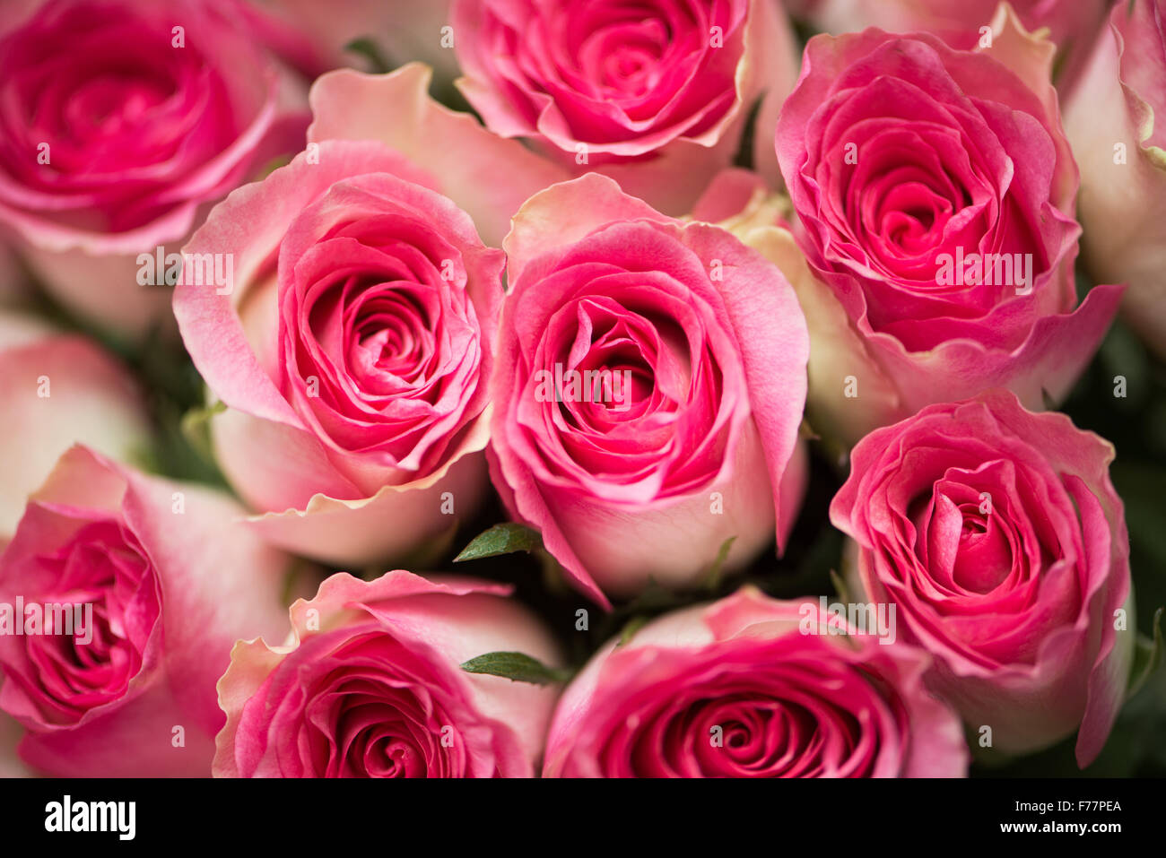 Nice roses in celebration concept Stock Photo - Alamy