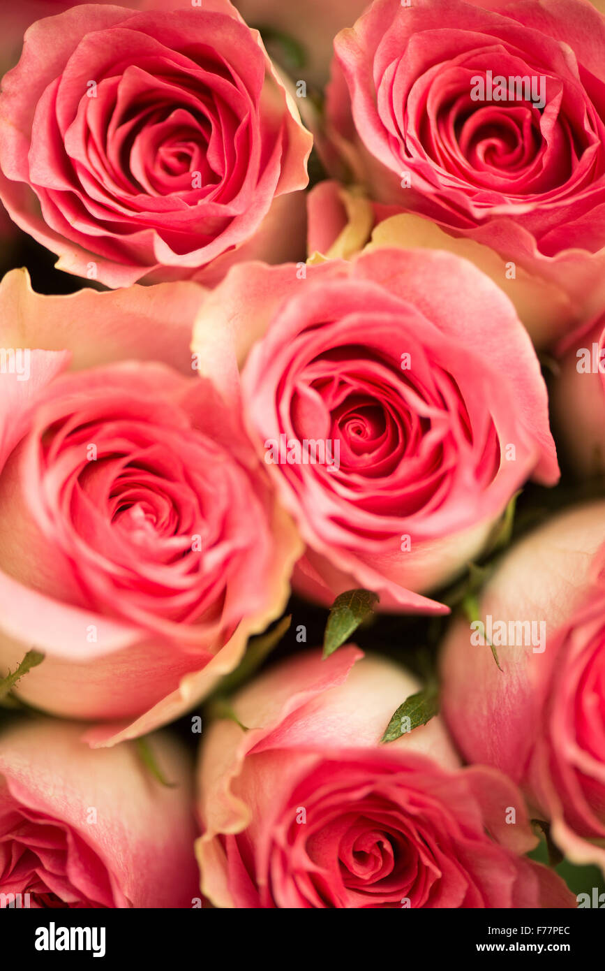 Nice roses in celebration concept Stock Photo - Alamy