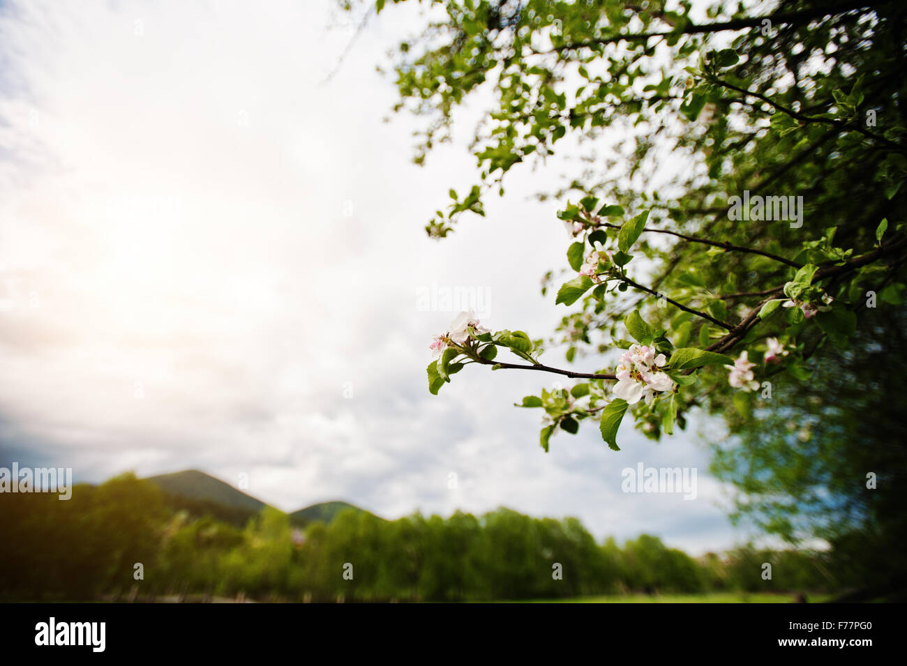 Bloming flower hi-res stock photography and images - Alamy