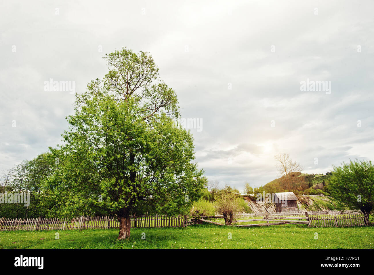 Lonely tree in the mountains with wooden house and fence Stock Photo ...