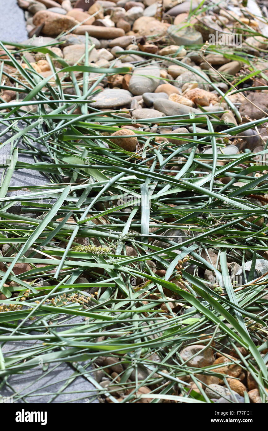 Grass pavers hi-res stock photography and images - Alamy