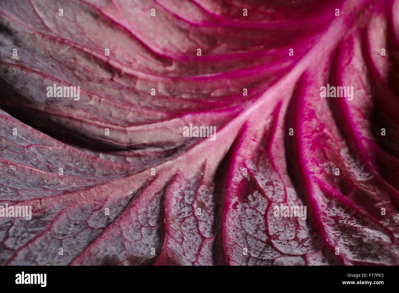a leaf of raw red cabbage Stock Photo - Alamy