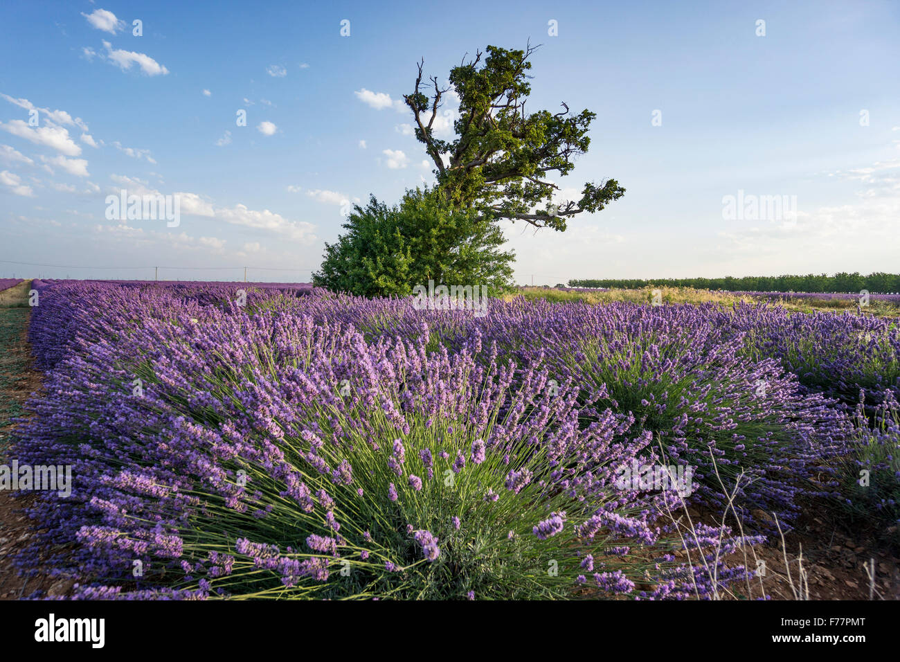 Lavender field ,Lavandula angustifolia , tree, Plateau de Valensole ...
