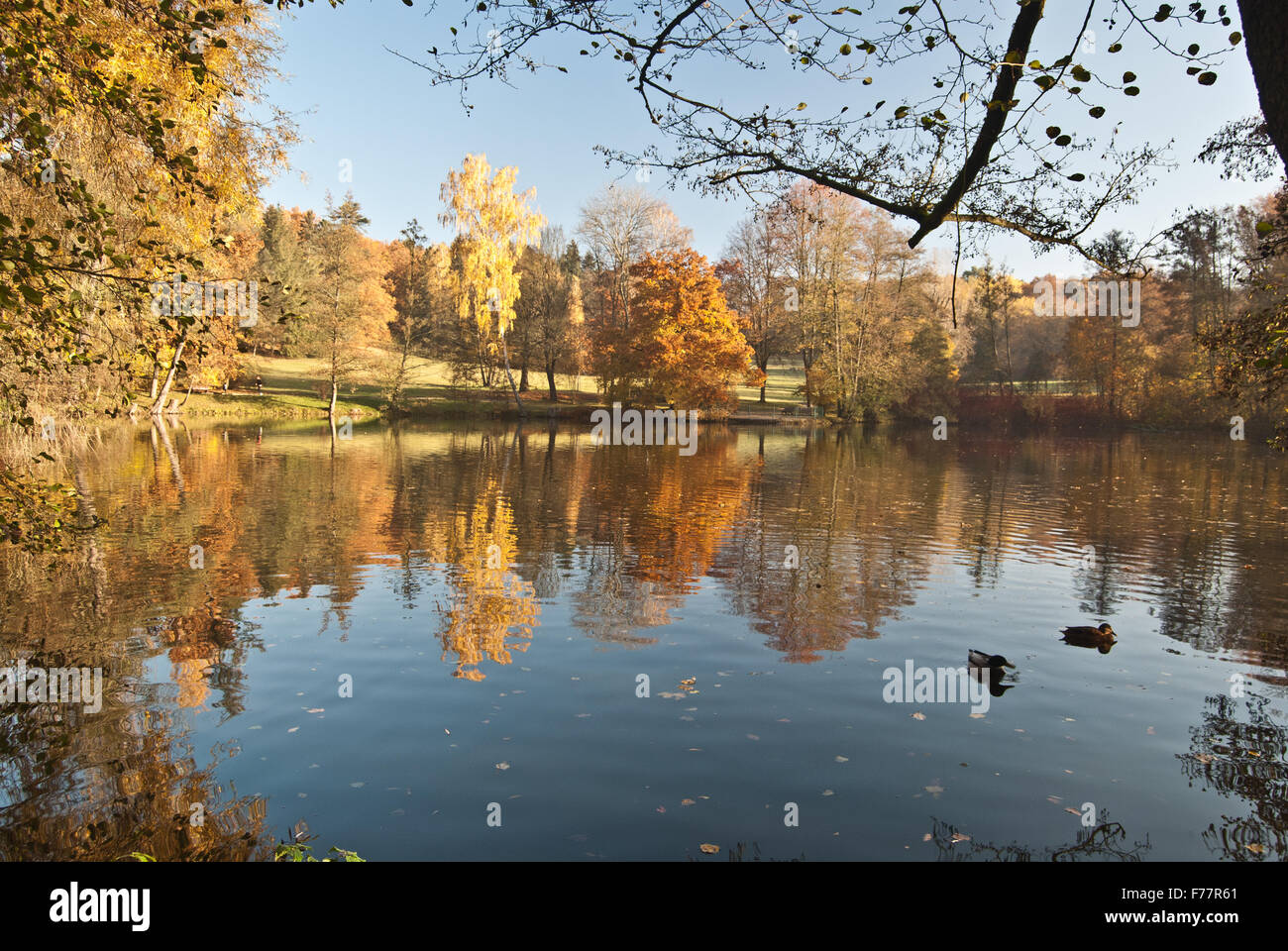 auumn morning pond with colorful autumn forest in Stadtpark Plauen in ...