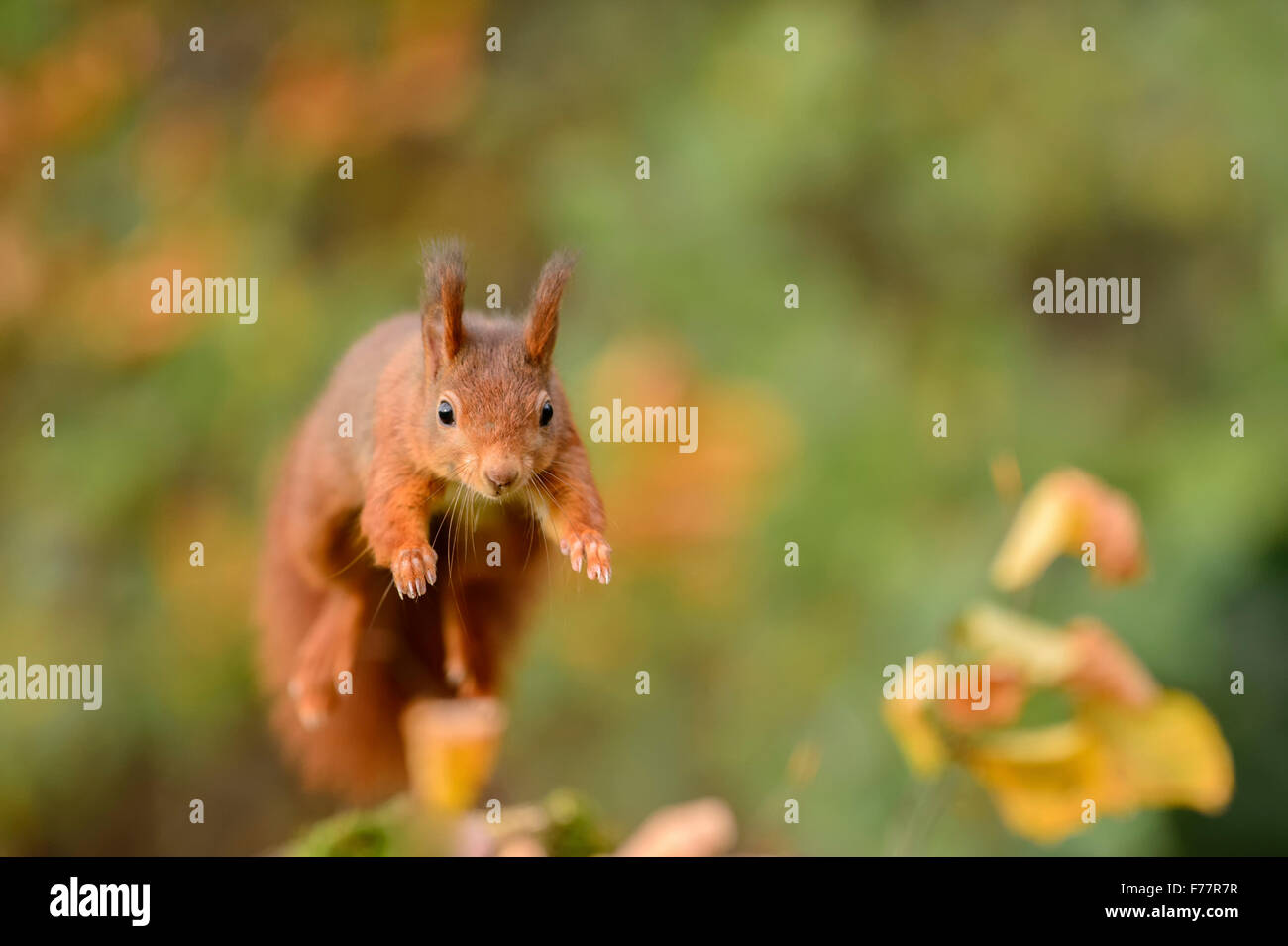 Red squirrel hi-res stock photography and images - Alamy
