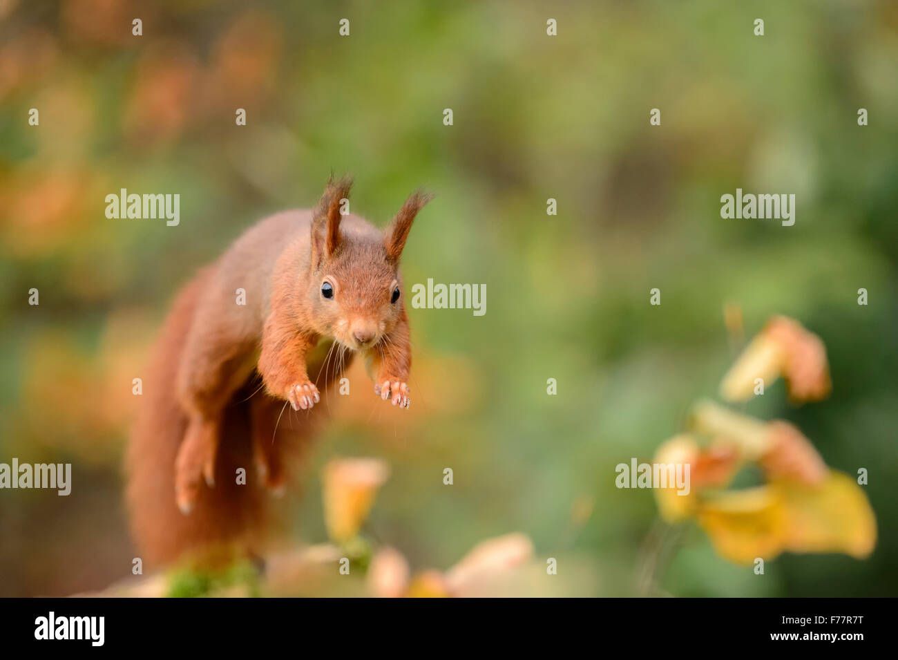 Leaping red squirrel, jumping frontal towards the viewer Stock Photo ...