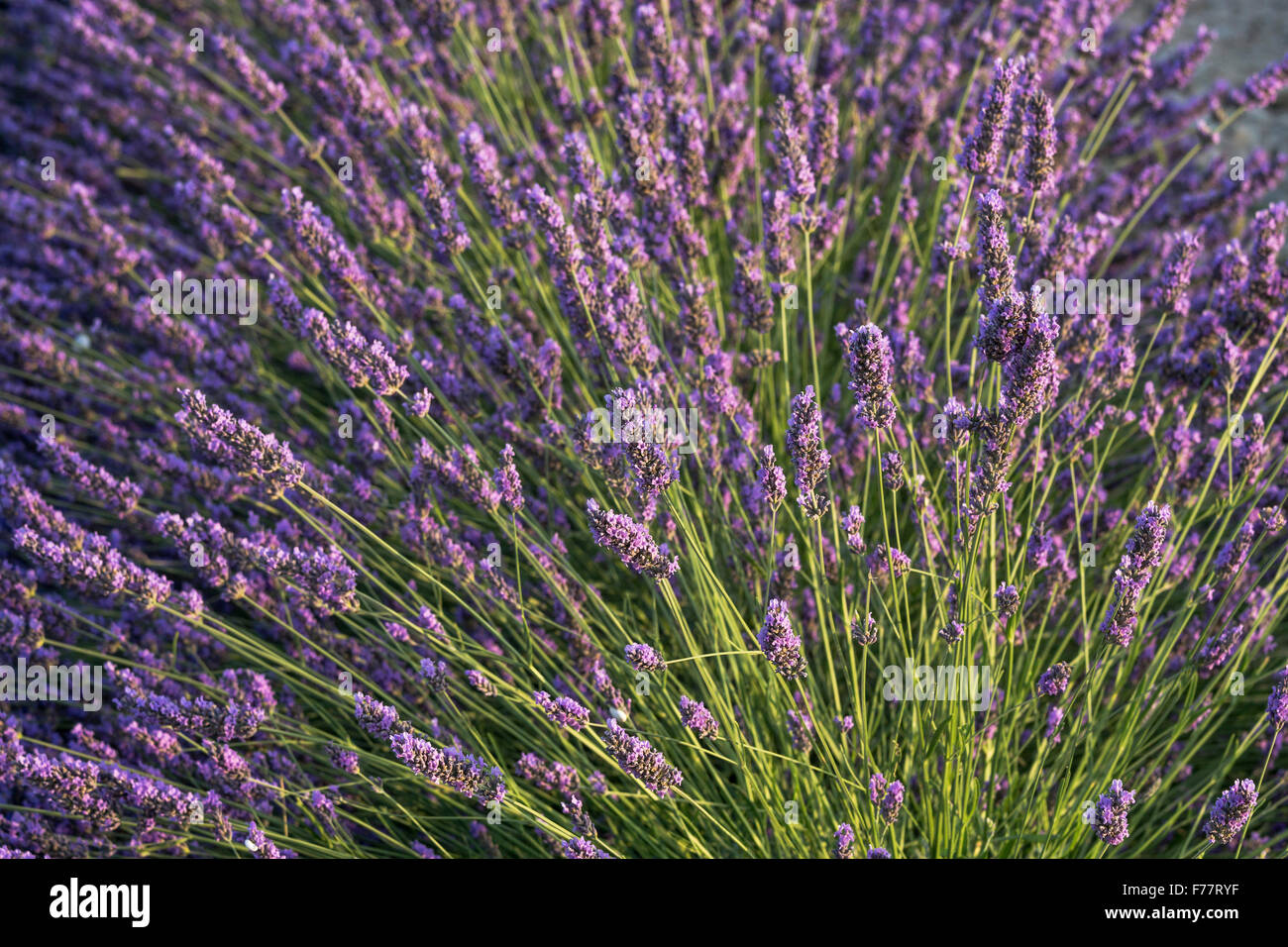True Lavender Lavandula angustifolia Provence Stock Photo - Alamy