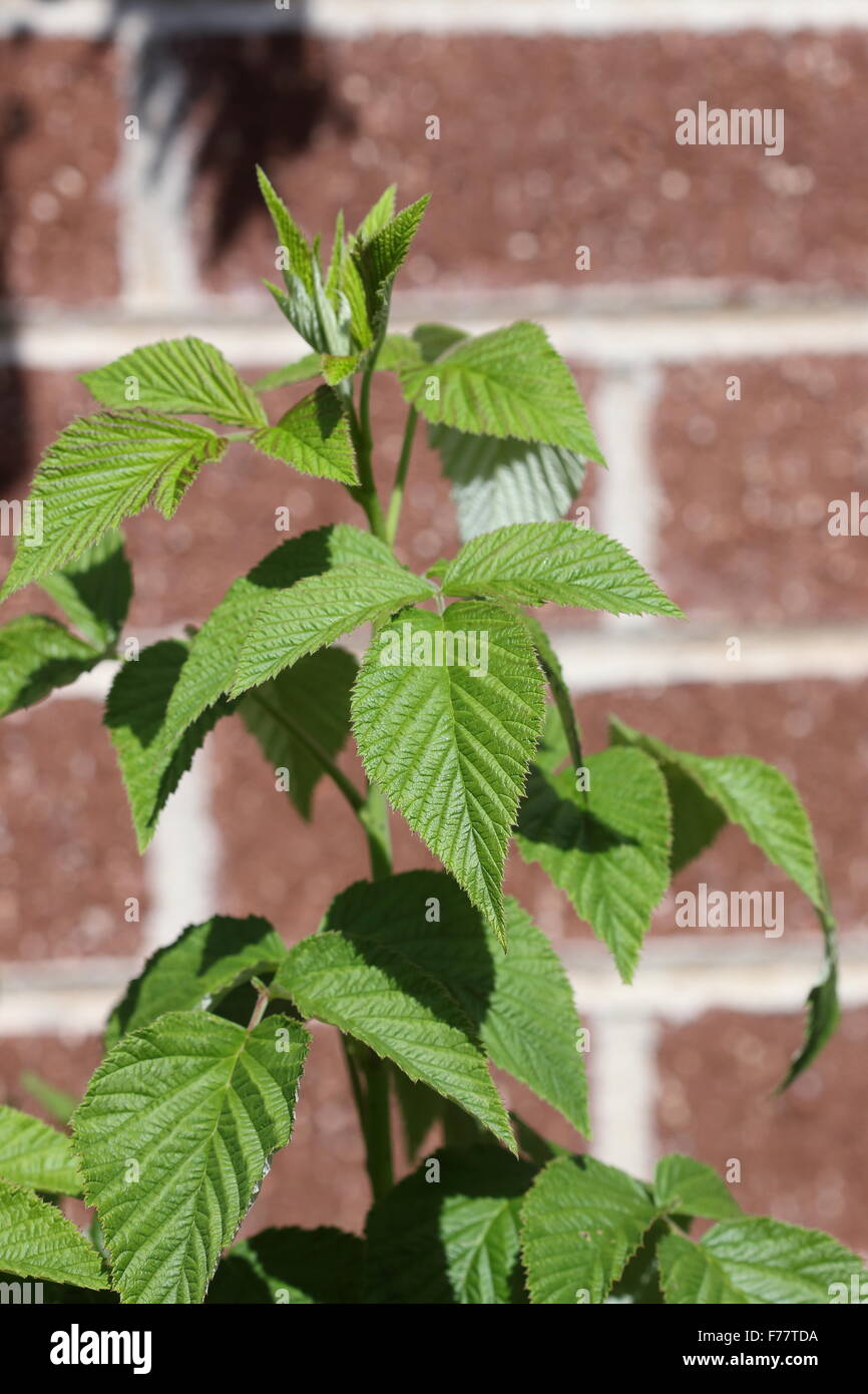 Young raspberry leaves Stock Photo - Alamy
