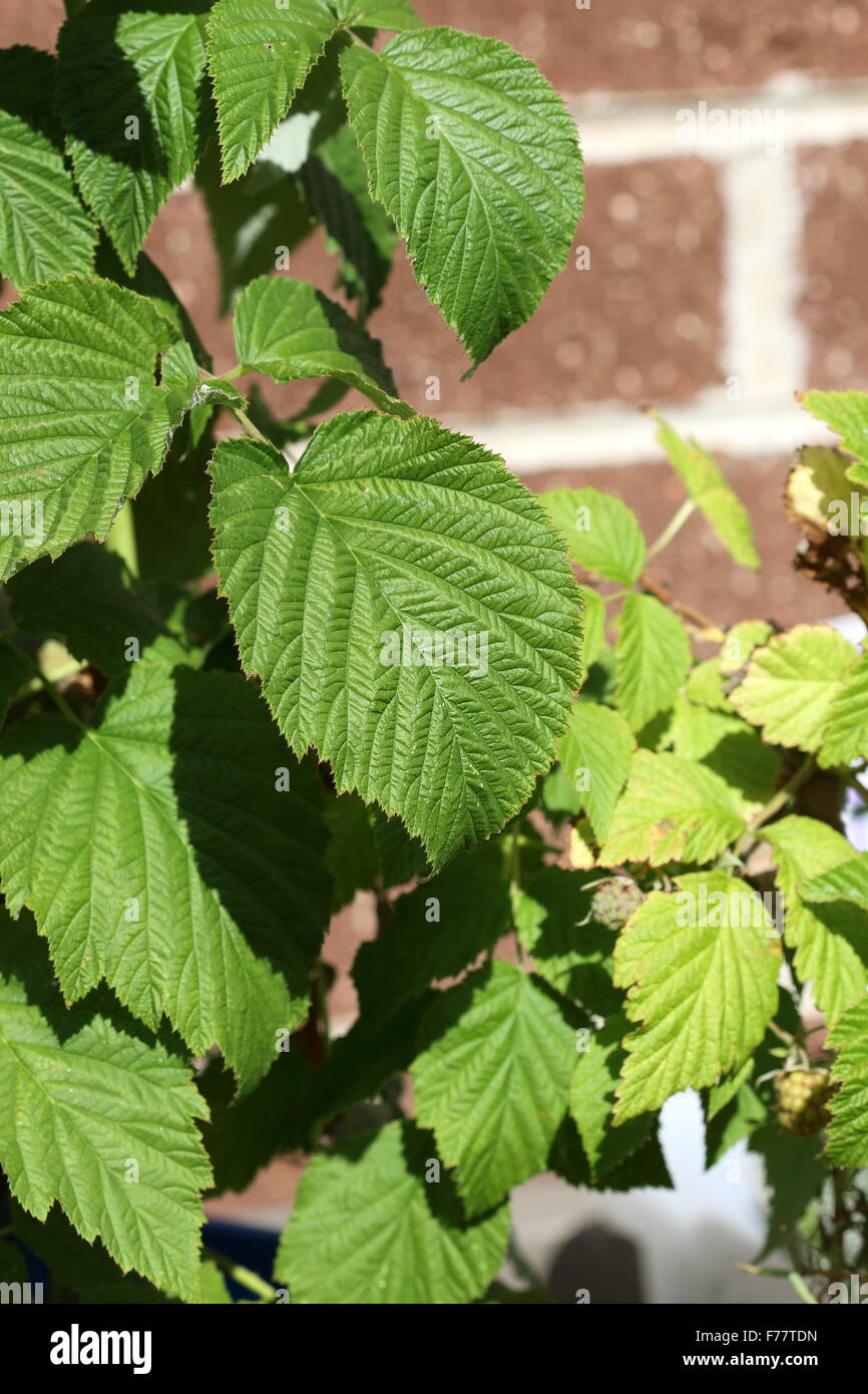 Young raspberry leaves Stock Photo - Alamy