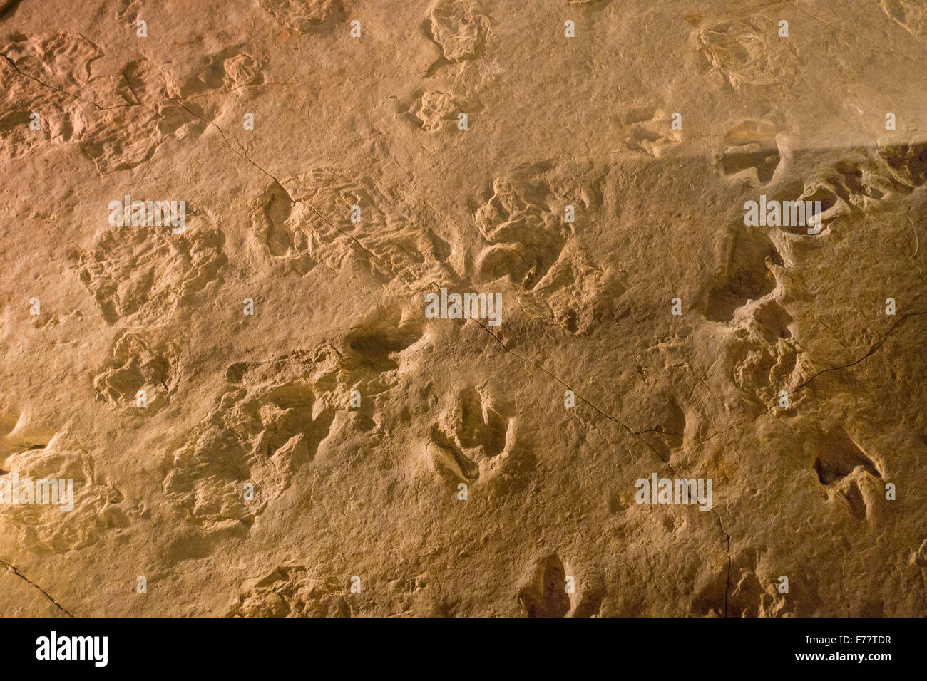 Eubrontes Tracks High Resolution Stock Photography and Images - Alamy