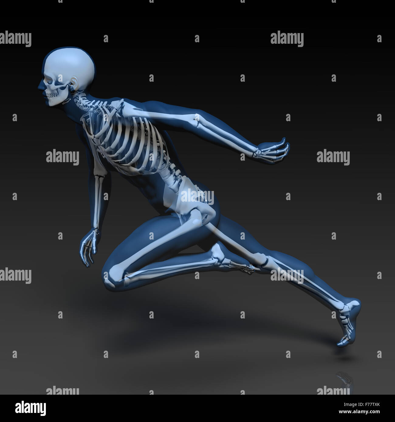 Human Bone Structure Diagram in Blue and Black Stock Photo - Alamy