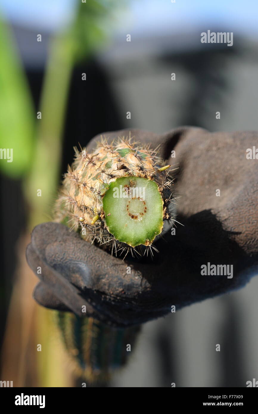 Cutting cactus hi-res stock photography and images - Alamy