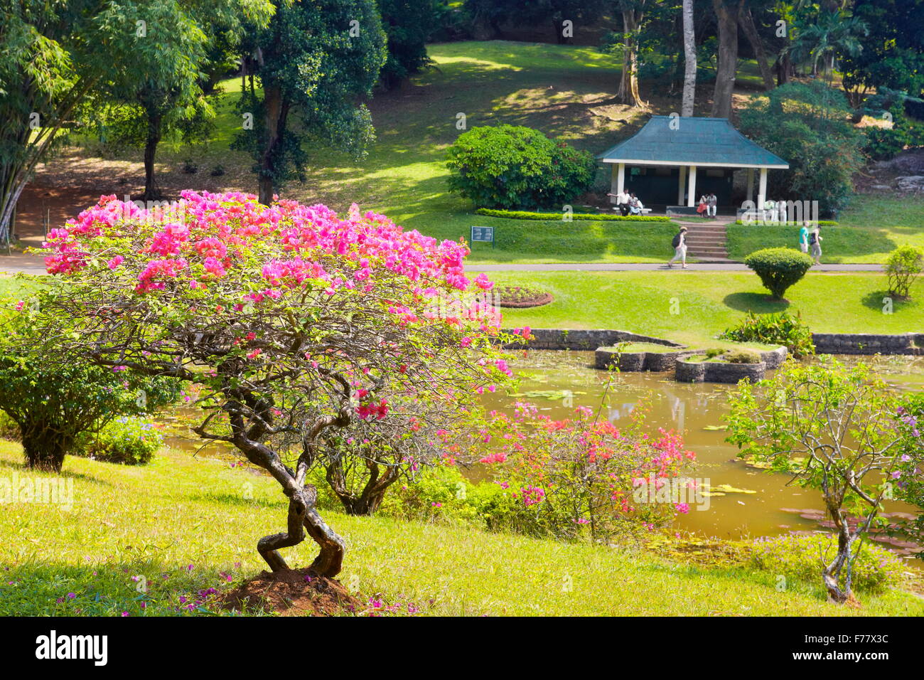 Sri Lanka - Kandy, Peradeniya Botanic Garden Stock Photo - Alamy