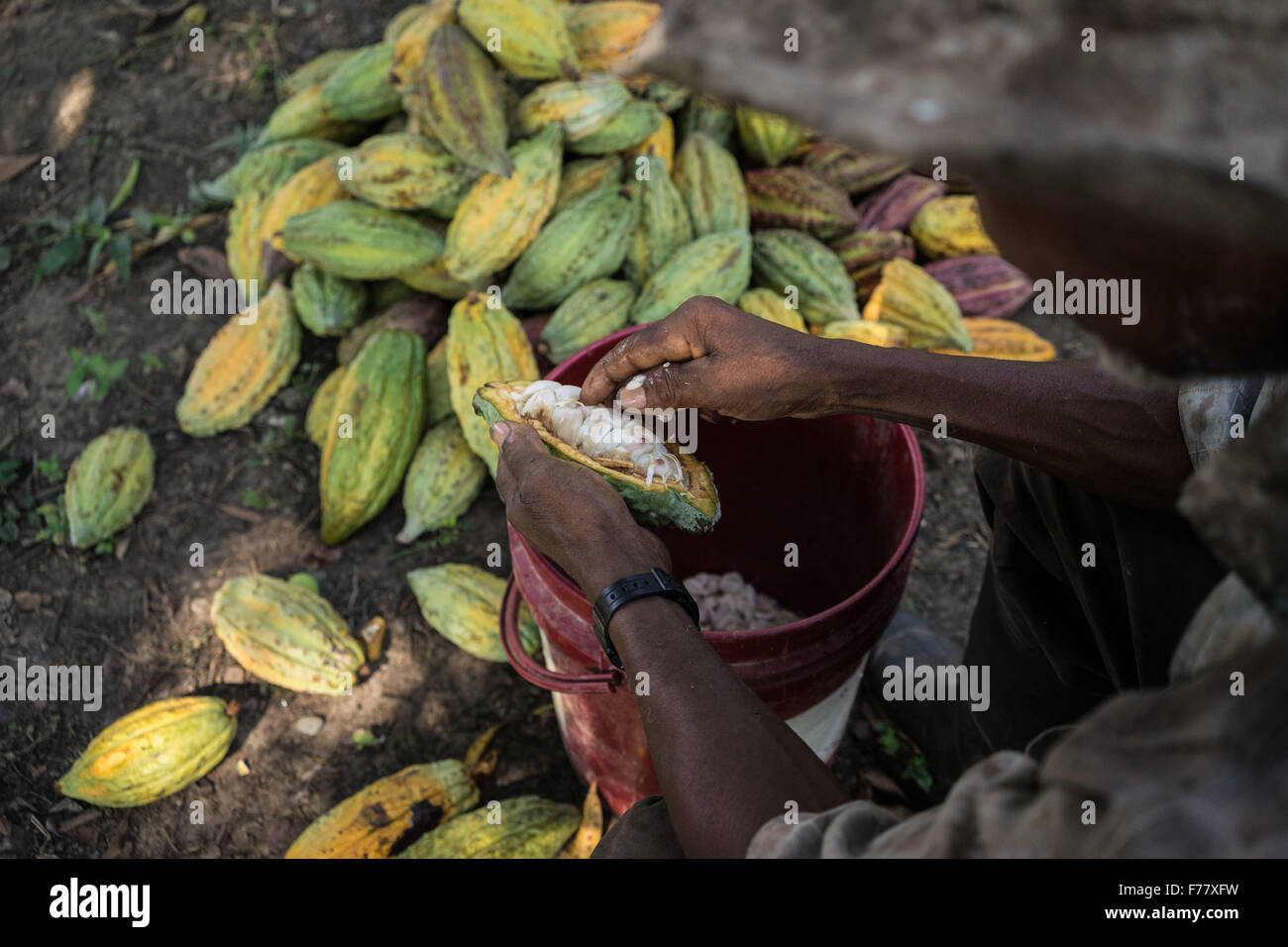 Ripe Cocoa Pods Stock Photos & Ripe Cocoa Pods Stock Images - Alamy