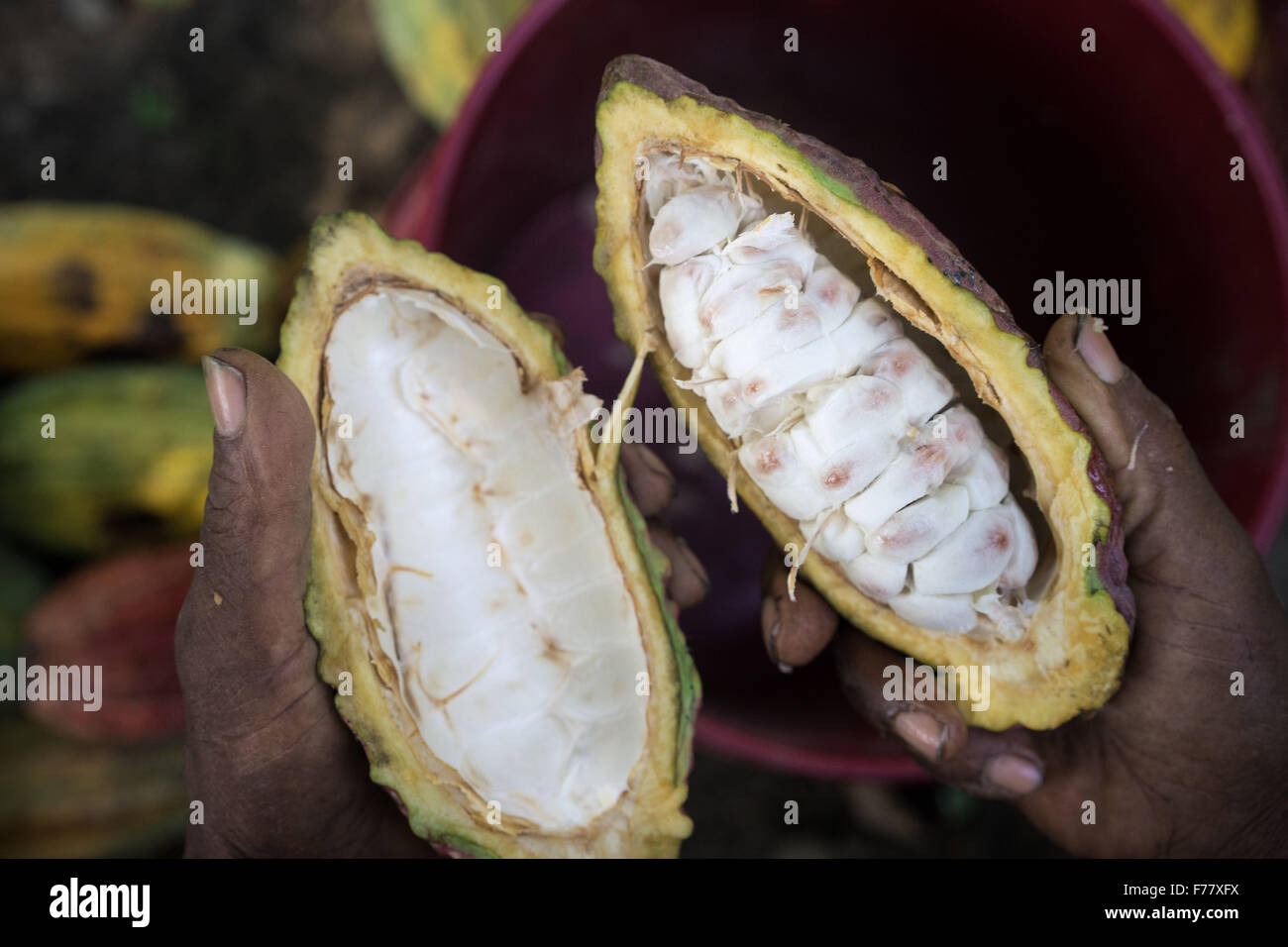 A farmer cuts into the rind of ripe cocoa pods to remove the pulp and ...