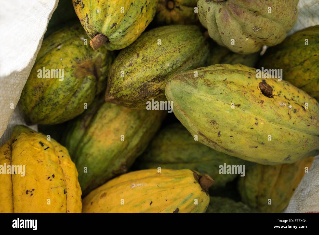A pile of freshly harvested cocoa pods gathered from small scale ...