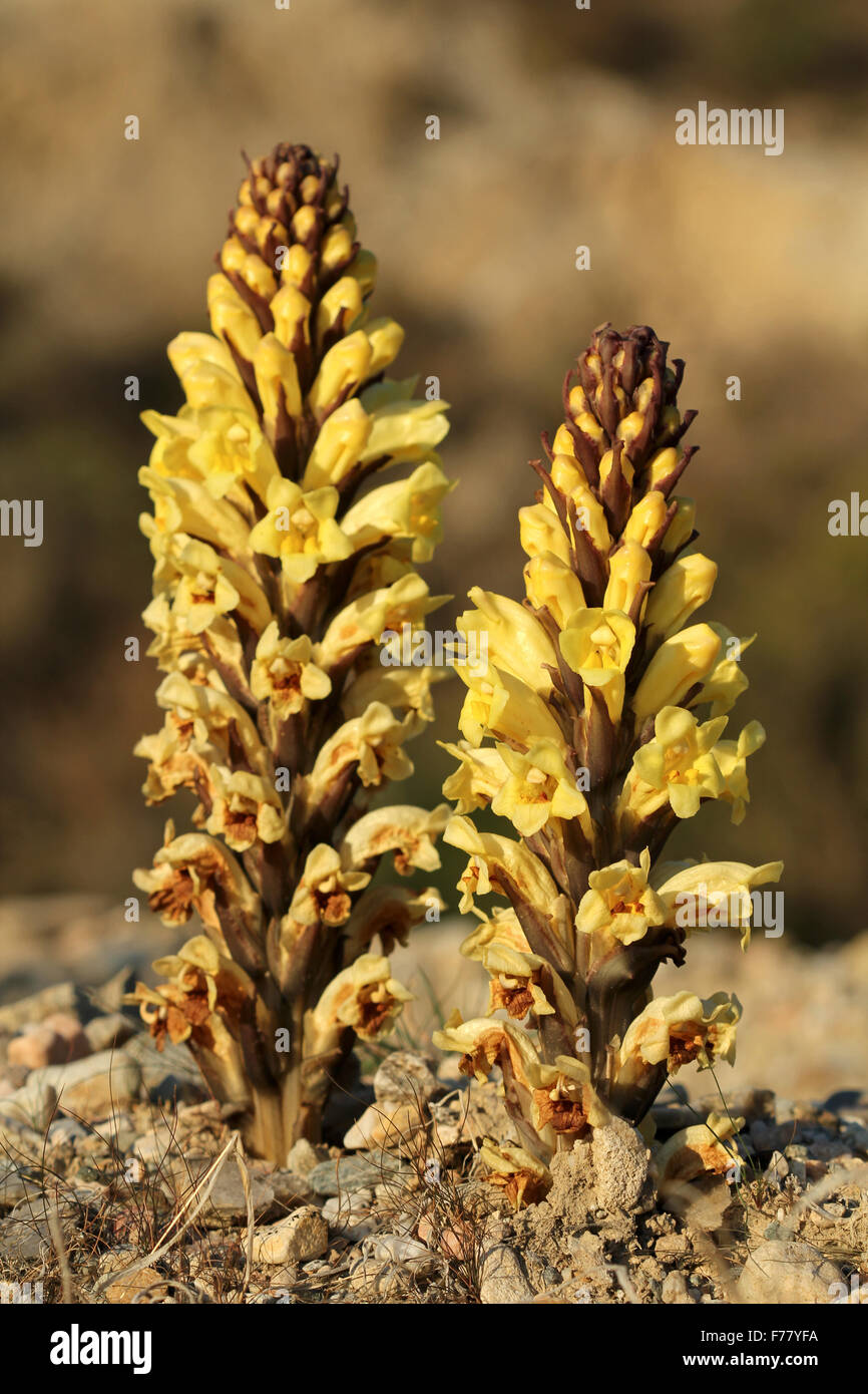 Cistanche hi-res stock photography and images - Alamy