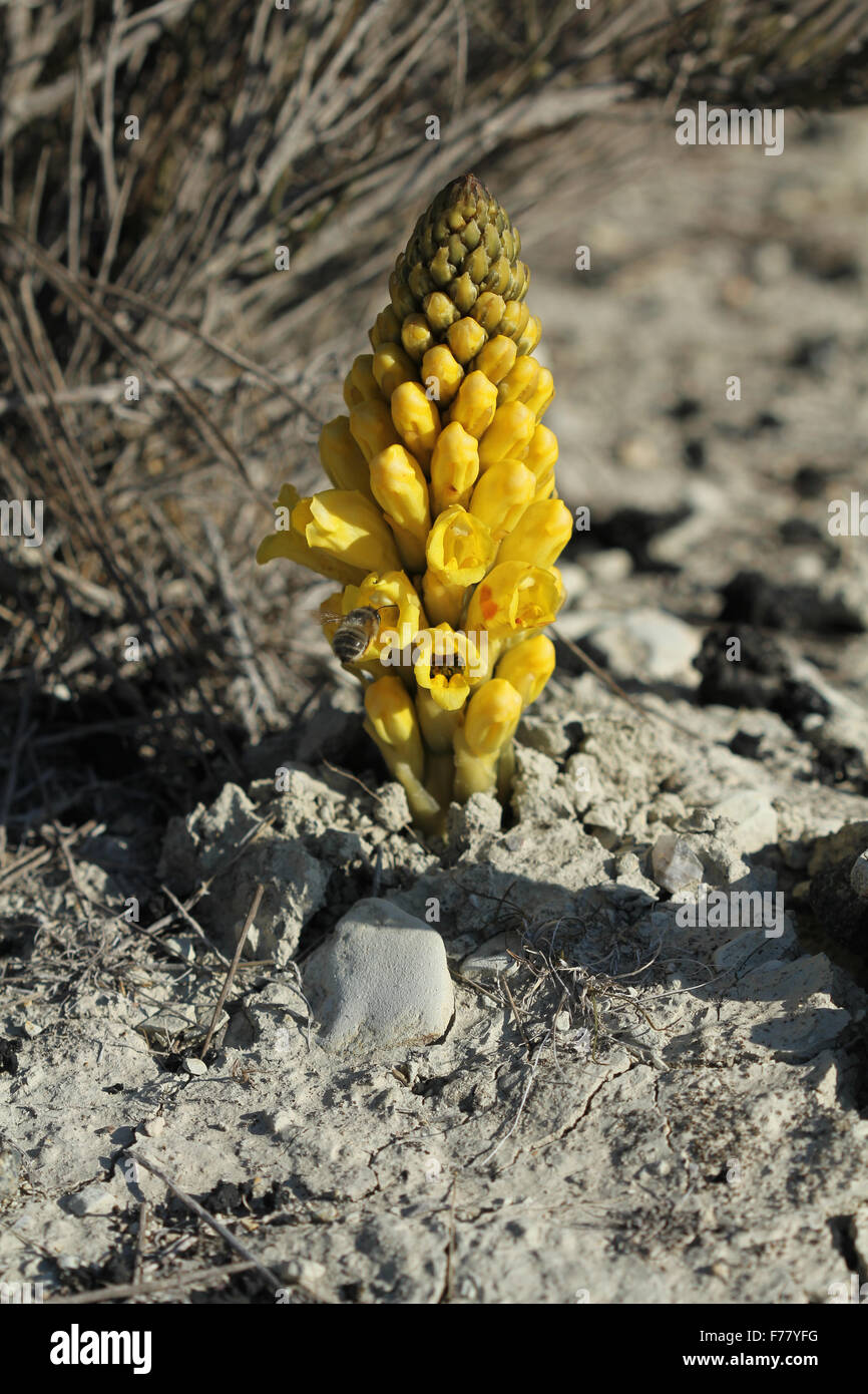 Cistanche hi-res stock photography and images - Alamy
