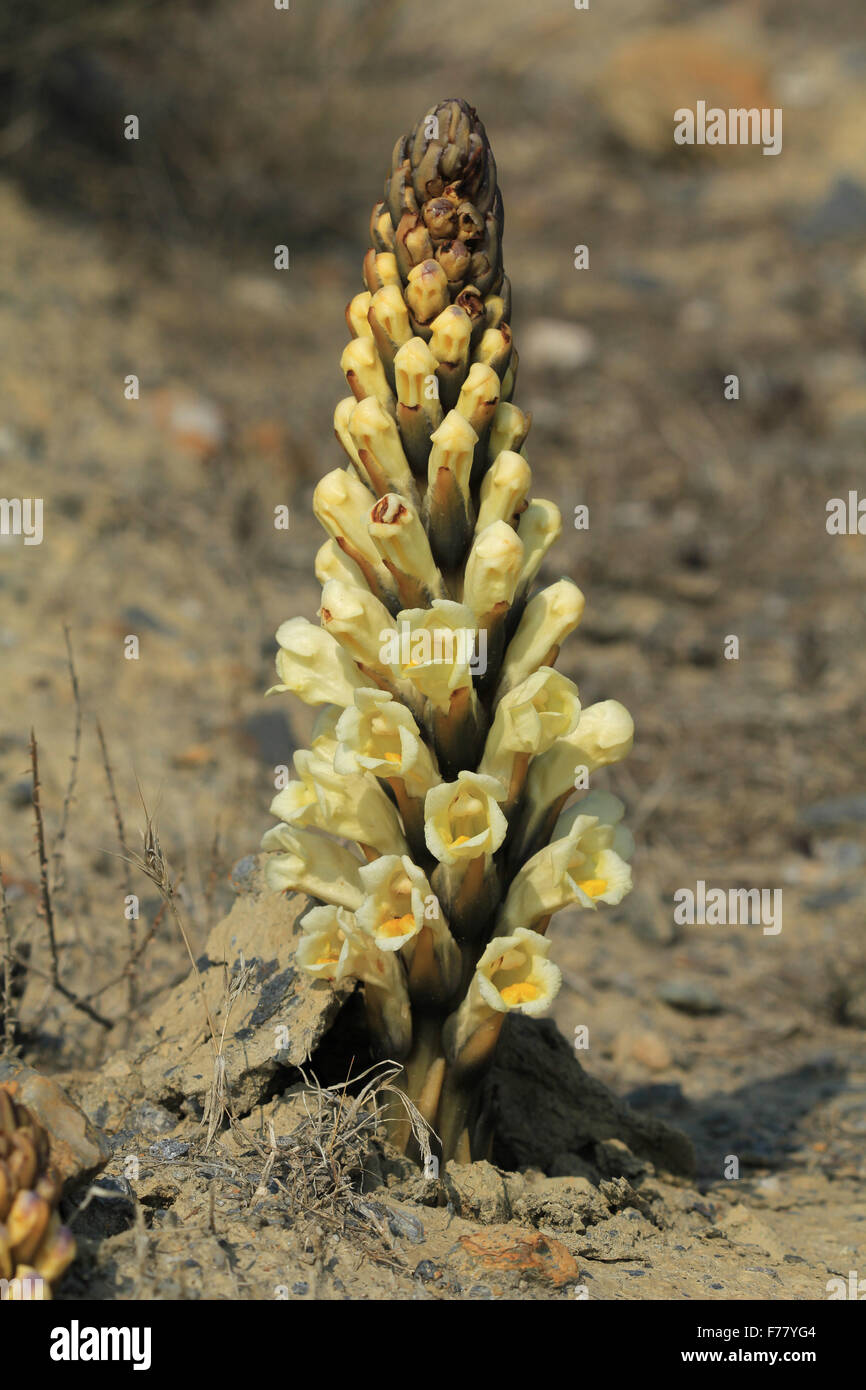 Cistanche hi-res stock photography and images - Alamy