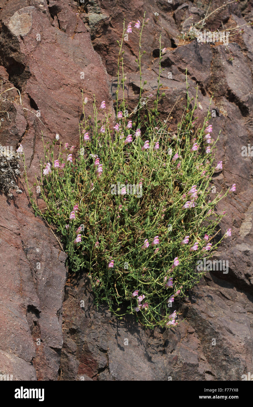 Dragoncillo del cabo de gata hi-res stock photography and images - Alamy