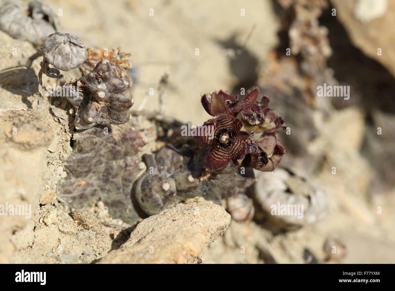 Flowering plant of Caralluma europaea in Tabernas desert, Almeria ...