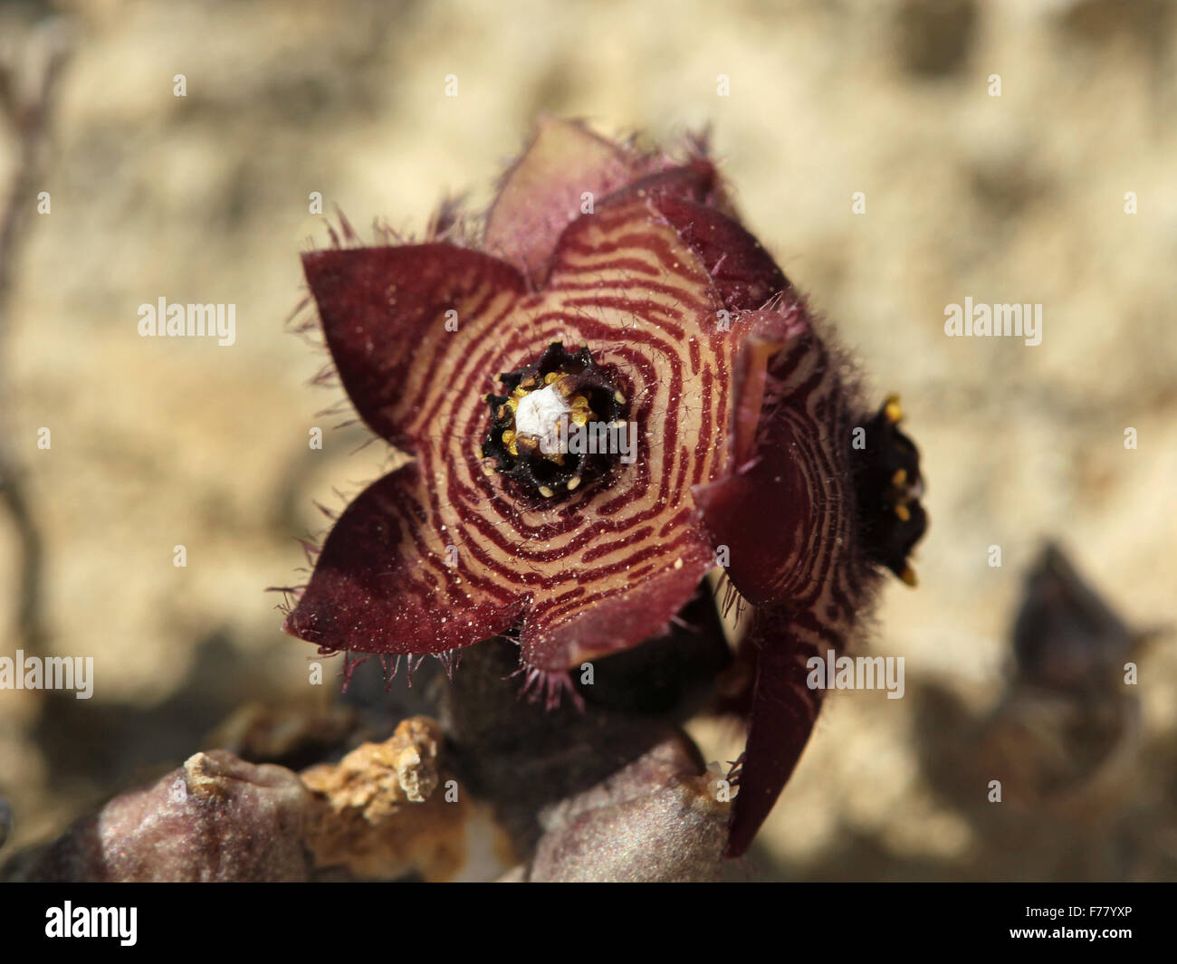 Flower of Caralluma europaea in Tabernas desert, Almeria, Spain Stock ...