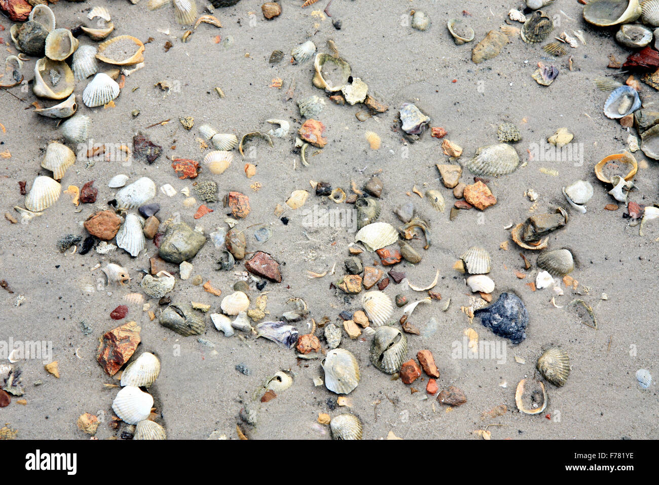 shells on the beach Stock Photo - Alamy