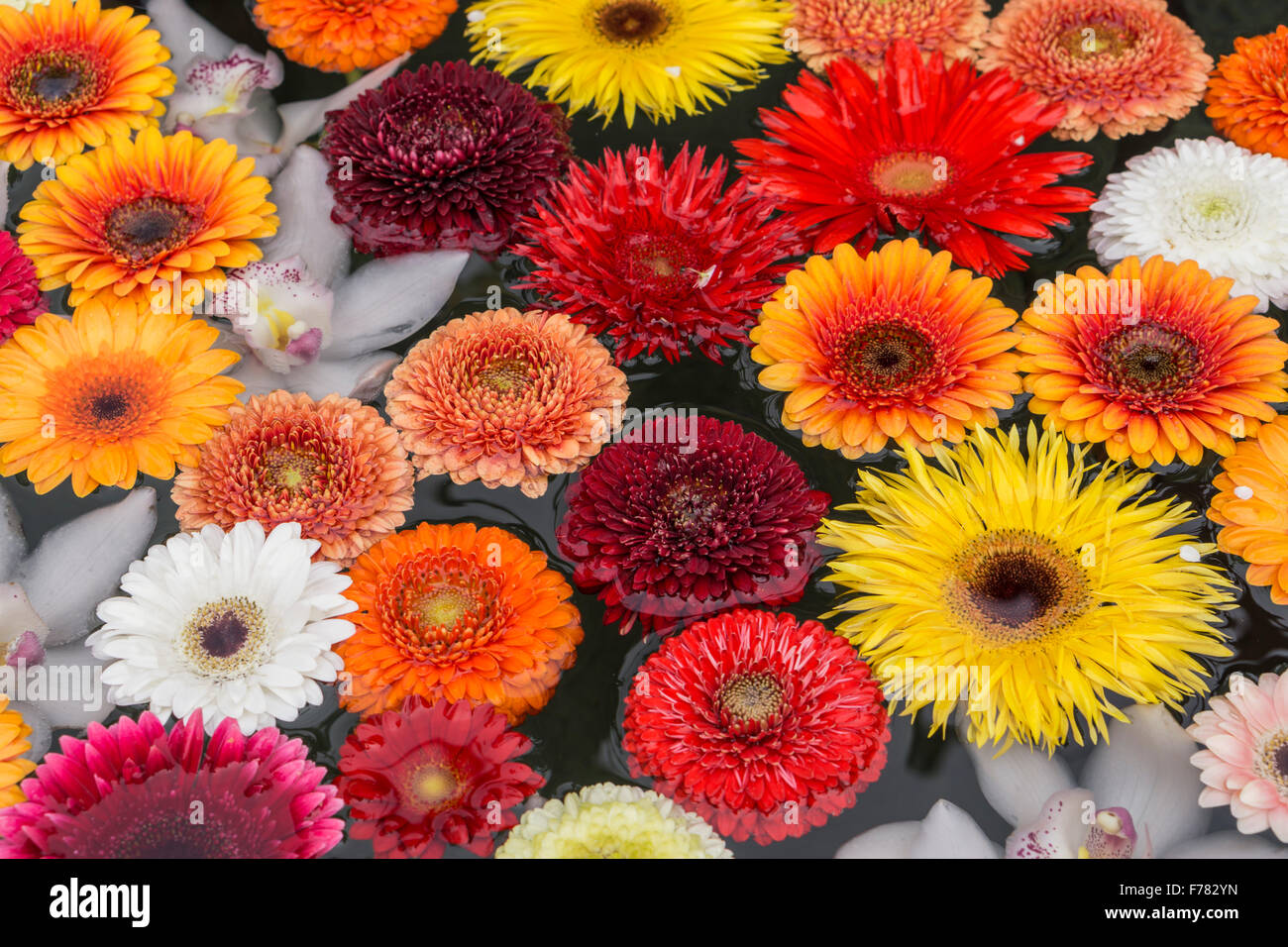 Swimming flowers, Gerbera Daisy, fountain, Zurich, Switzerland Stock ...