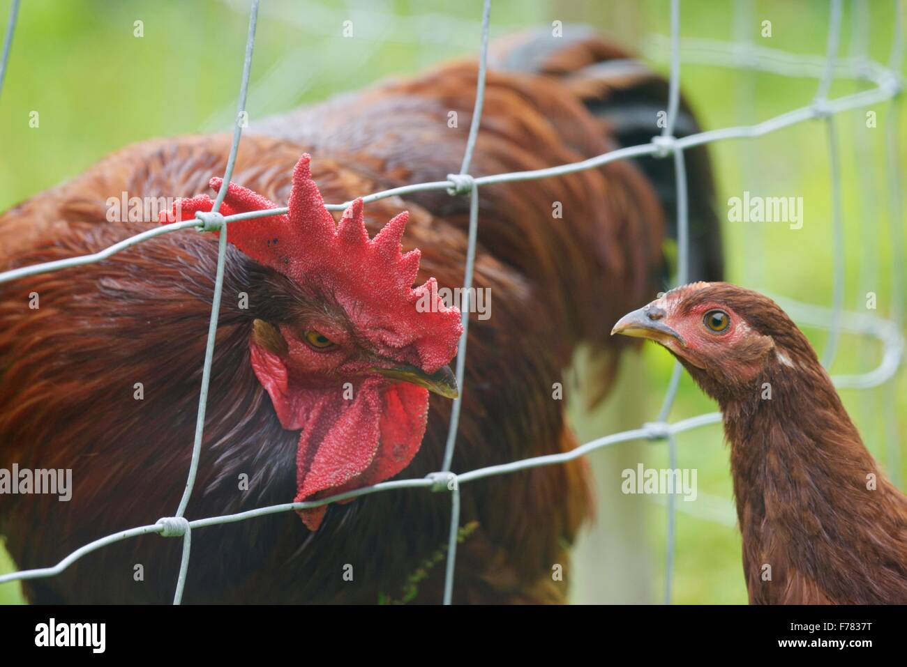 Cockerel rooster hi-res stock photography and images - Alamy