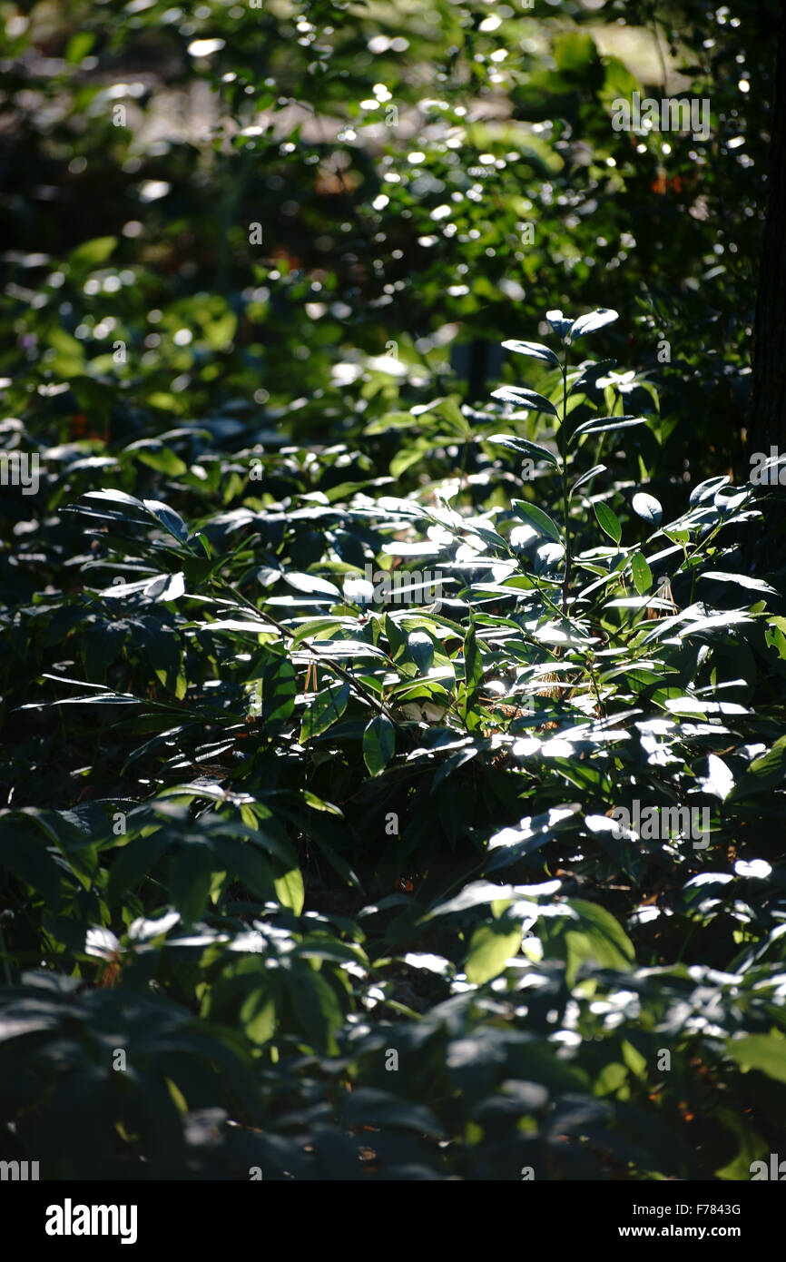Plants in the undergrowth Stock Photo - Alamy