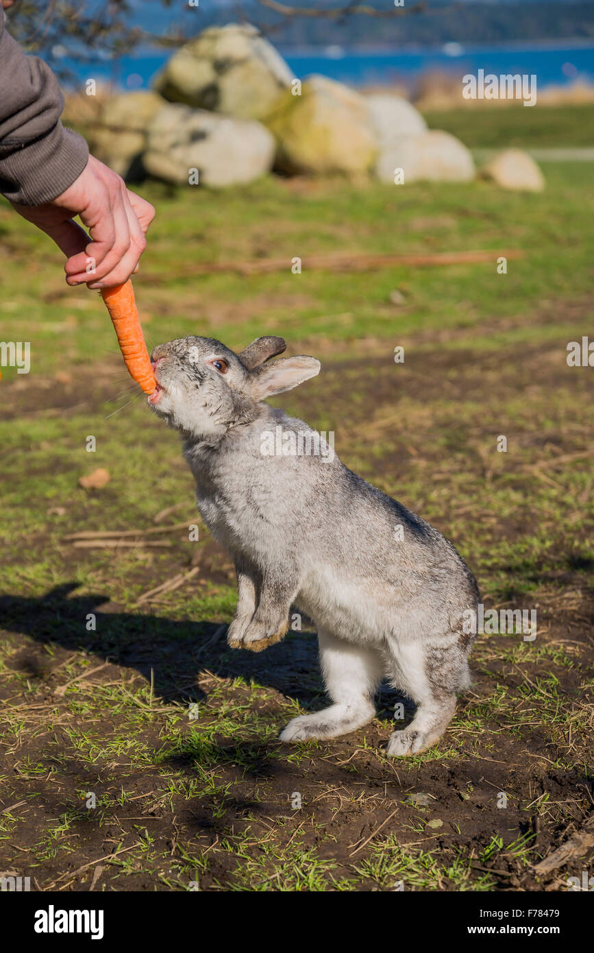 Person feeding rabbit a carrot, Jericho Beach, Vancouver, British ...