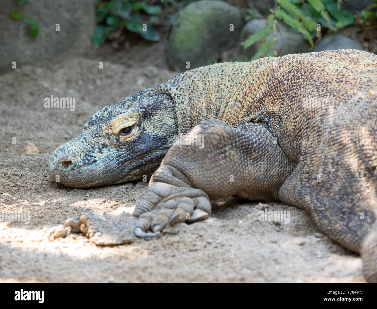 Large komodo dragon hi-res stock photography and images - Alamy