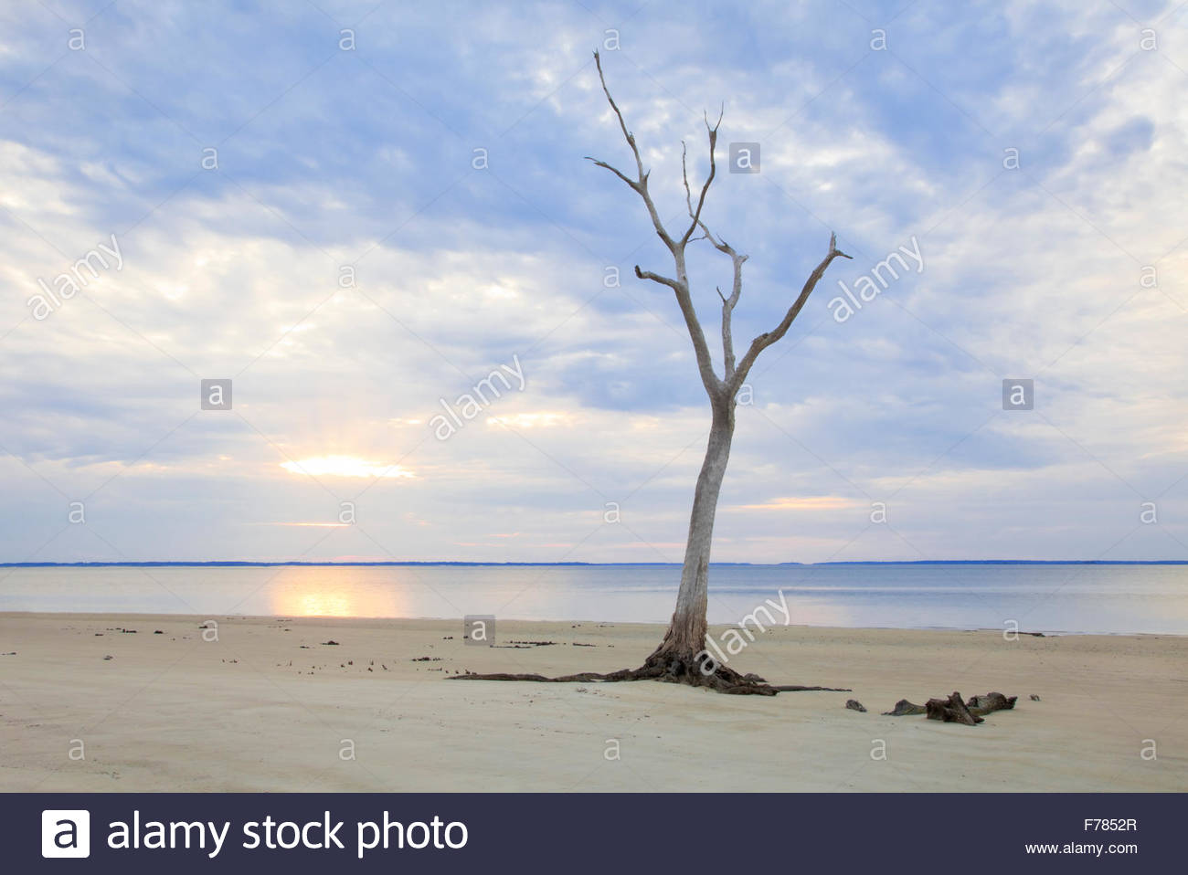 Coast Live Oak Tree Stock Photos & Coast Live Oak Tree Stock Images - Alamy