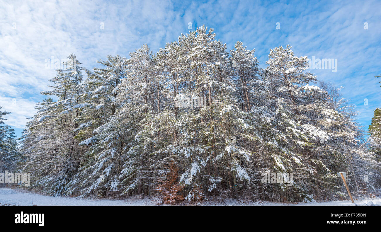 Pines snow hi-res stock photography and images - Alamy